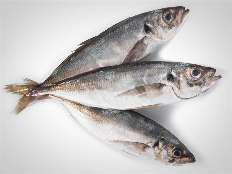 El jurel o chicharro: rico, sano y económico
